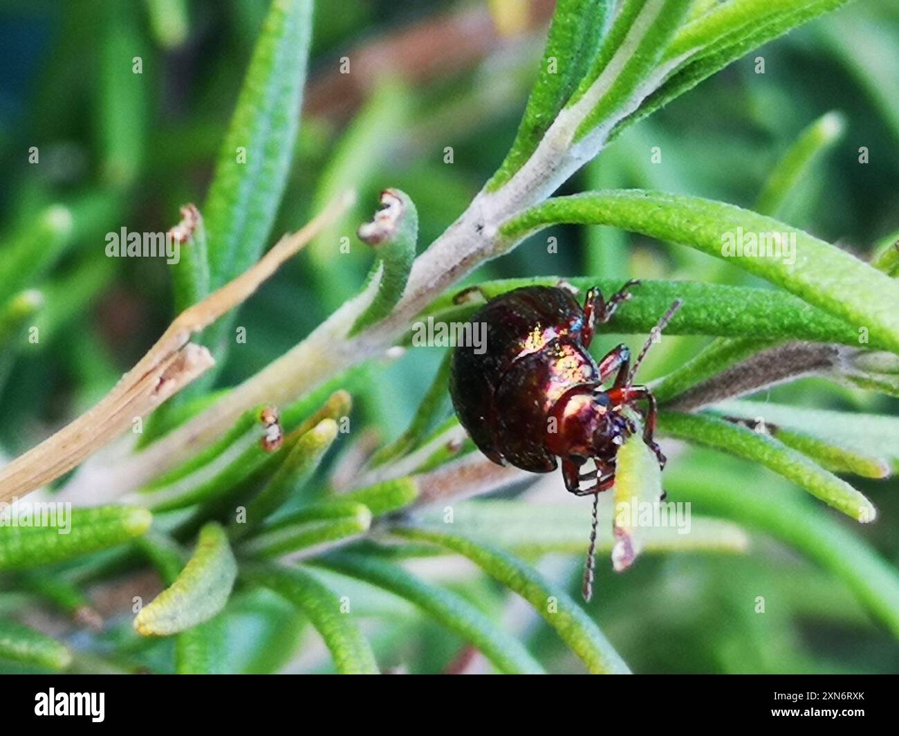 Rosemary Beetle (Chrysolina americana) Insecta Stock Photo - Alamy