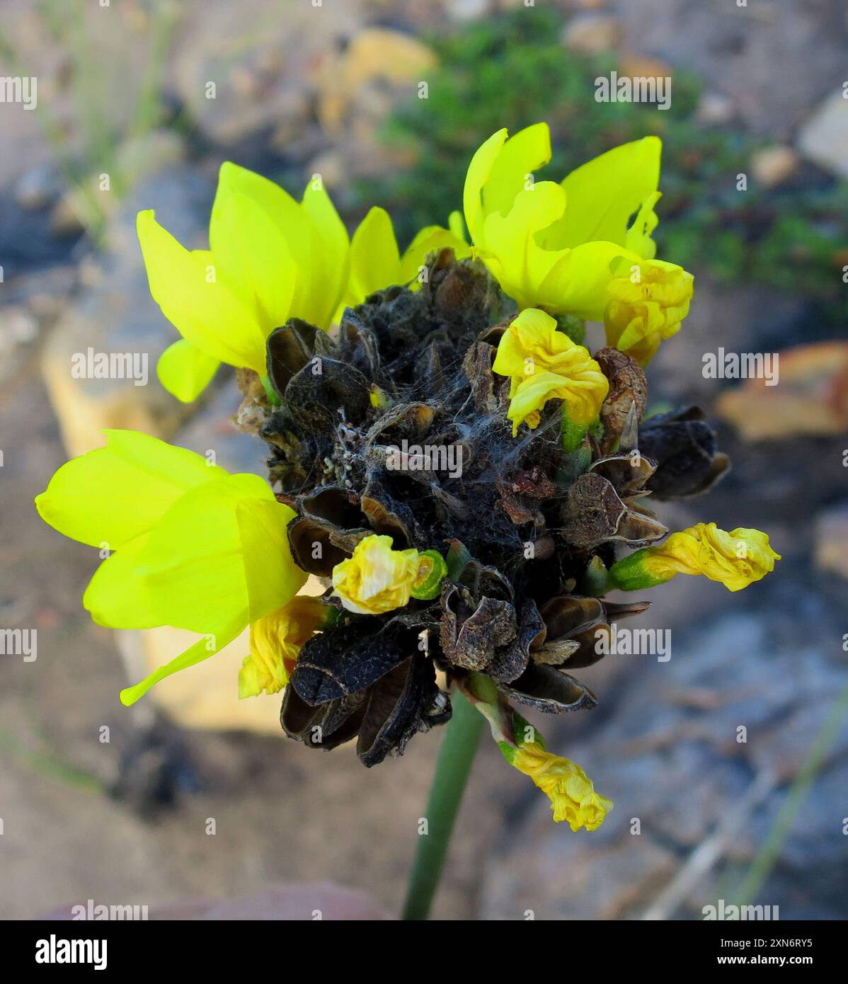 Giant Rushiris (Bobartia robusta) Plantae Stock Photo - Alamy