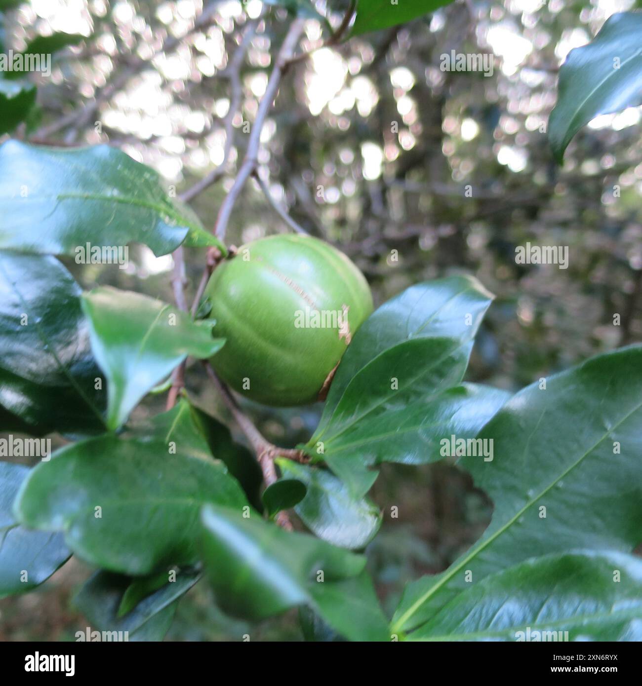 Rothmannia capensis hi-res stock photography and images - Alamy