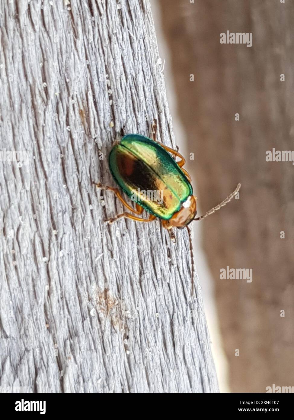 Sermylassa halensis hi-res stock photography and images - Alamy