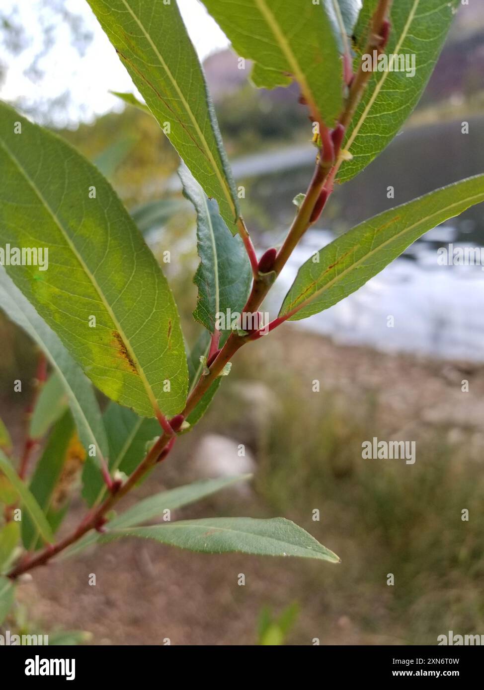 red willow (Salix laevigata) Plantae Stock Photo - Alamy