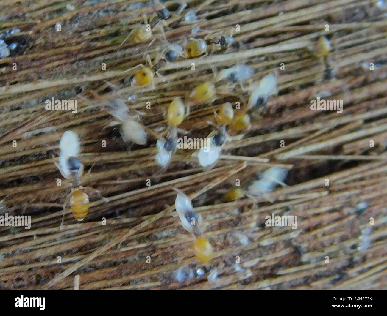 Ghost Ant (Tapinoma melanocephalum) Insecta Stock Photo - Alamy