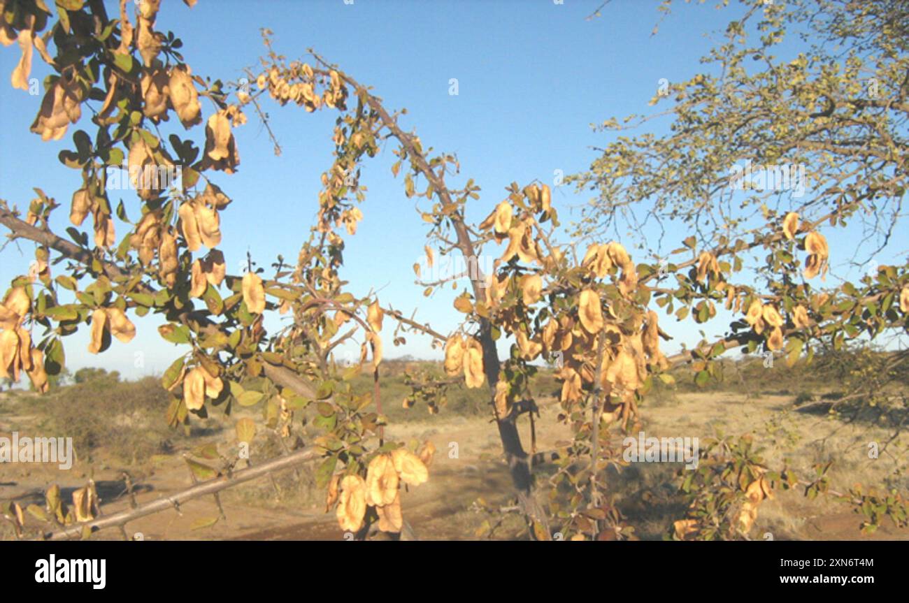 Purplepod clusterleaf (Terminalia prunioides) Plantae Stock Photo - Alamy
