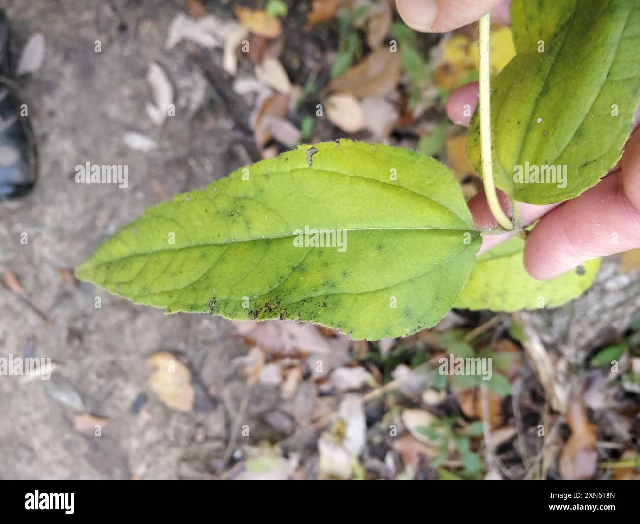 stiff-hair sunflower (Helianthus hirsutus) Plantae Stock Photo - Alamy