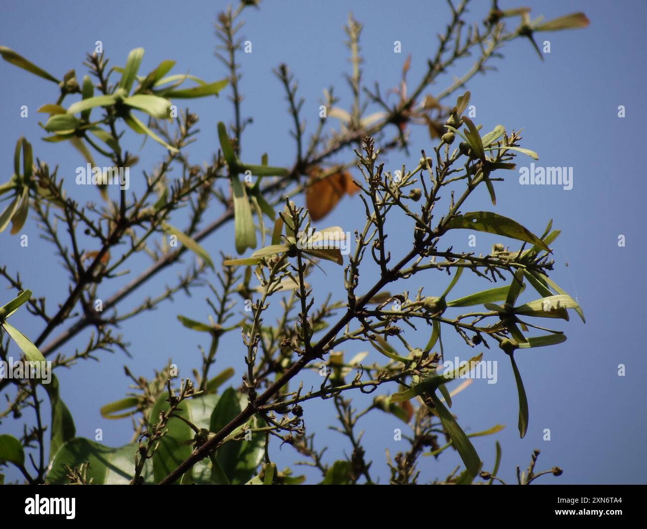 Hiptage (Hiptage benghalensis) Plantae Stock Photo - Alamy