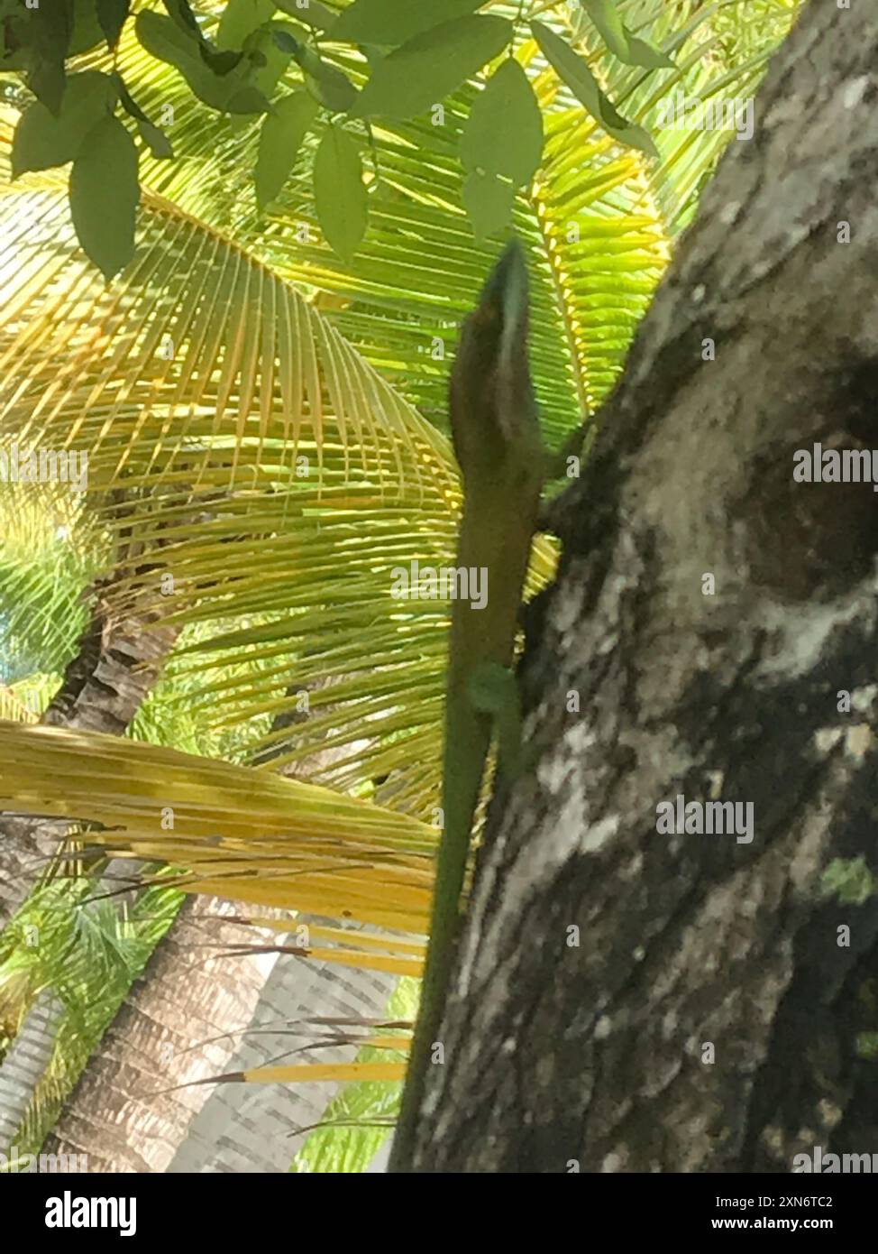 Allisons anole hi-res stock photography and images - Alamy