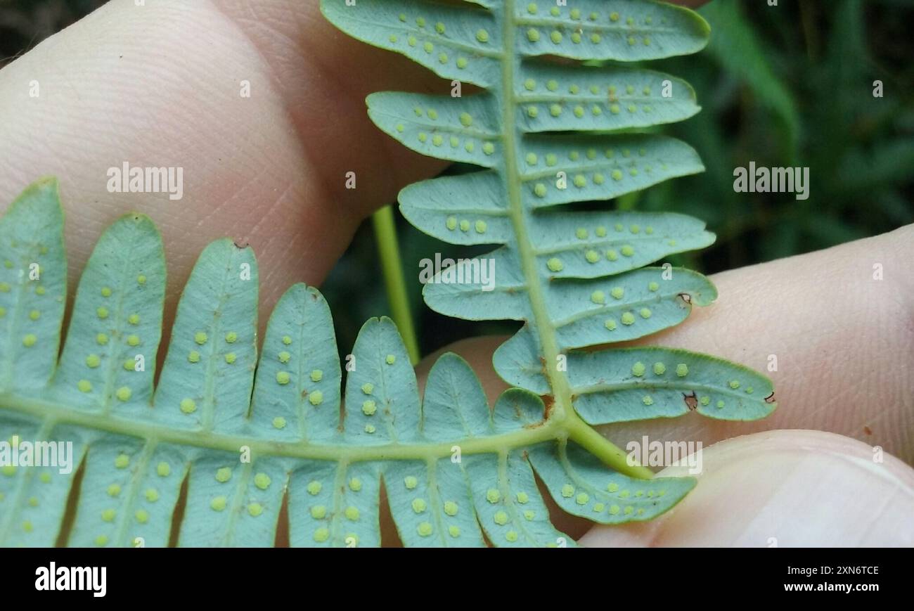 Comb Forkedfern (Gleichenella pectinata) Plantae Stock Photo - Alamy