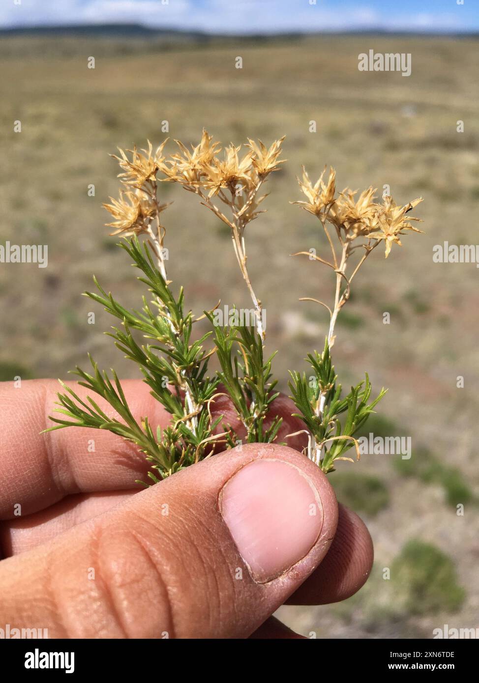 Greene's Rabbitbrush (Chrysothamnus greenei) Plantae Stock Photo - Alamy