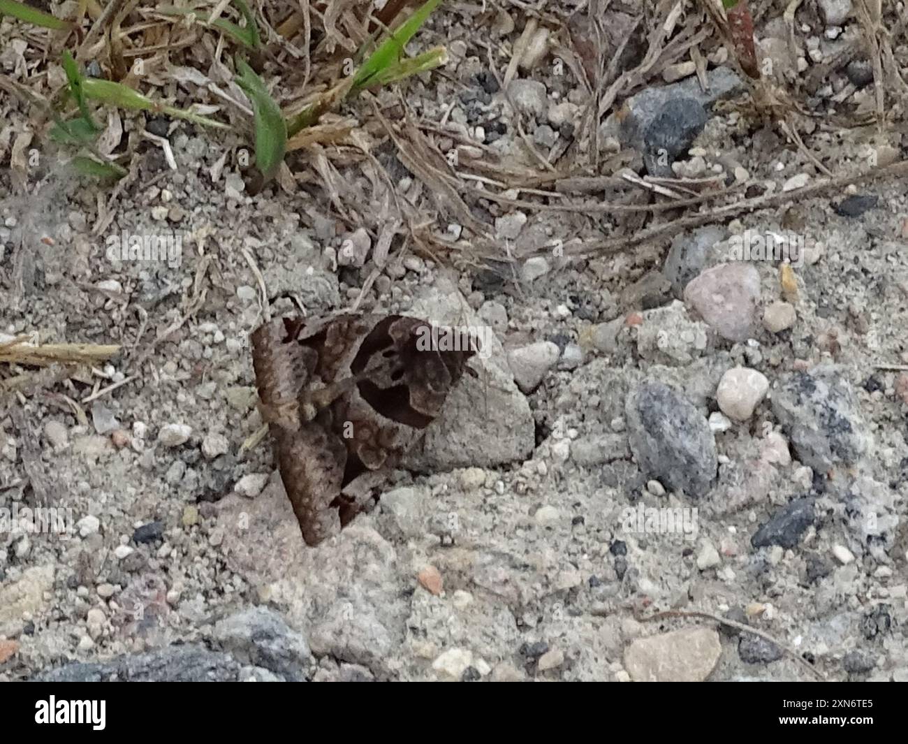 Euclidia cuspidea hi-res stock photography and images - Alamy