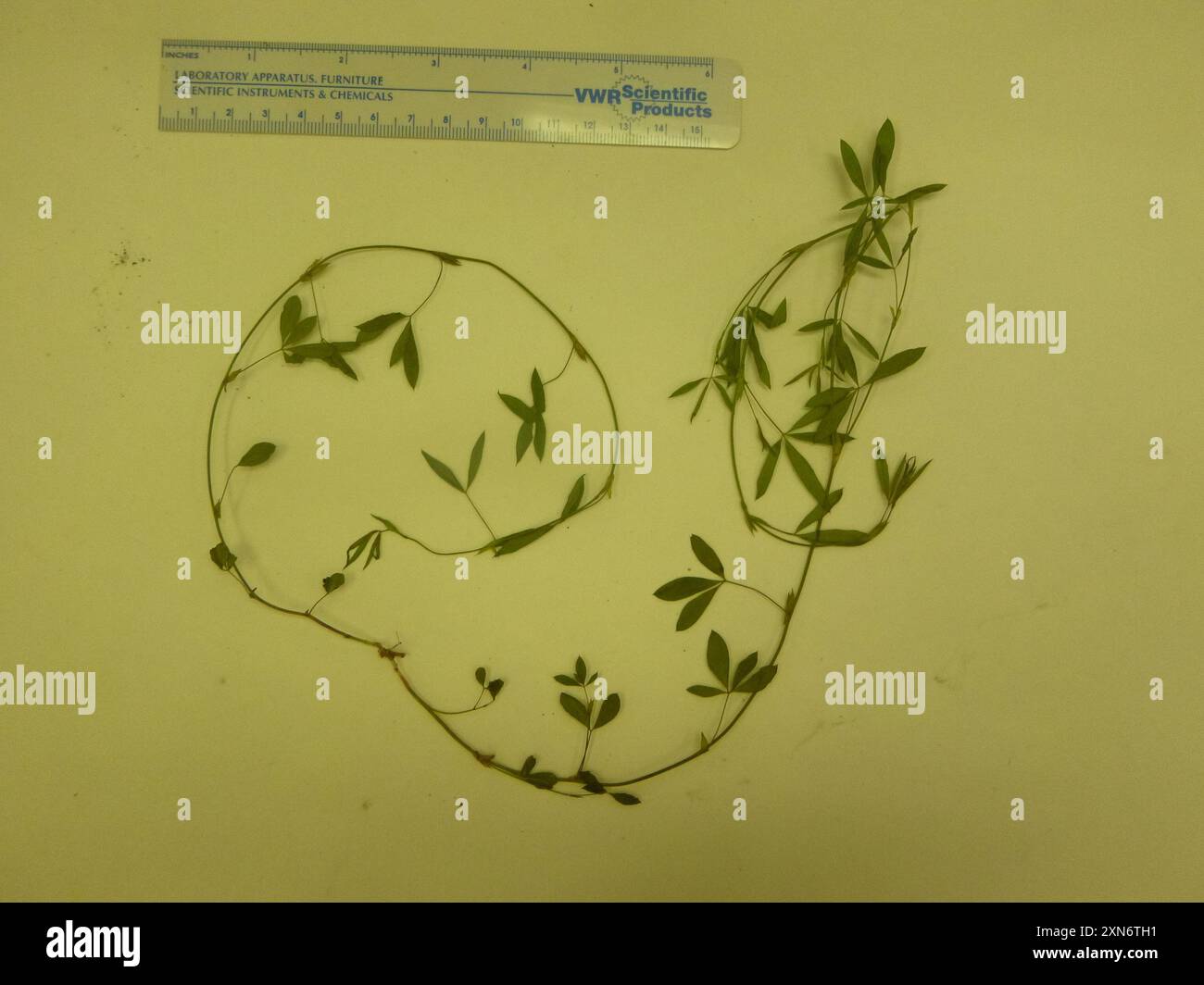 Viperina (Zornia bracteata) Plantae Stock Photo - Alamy