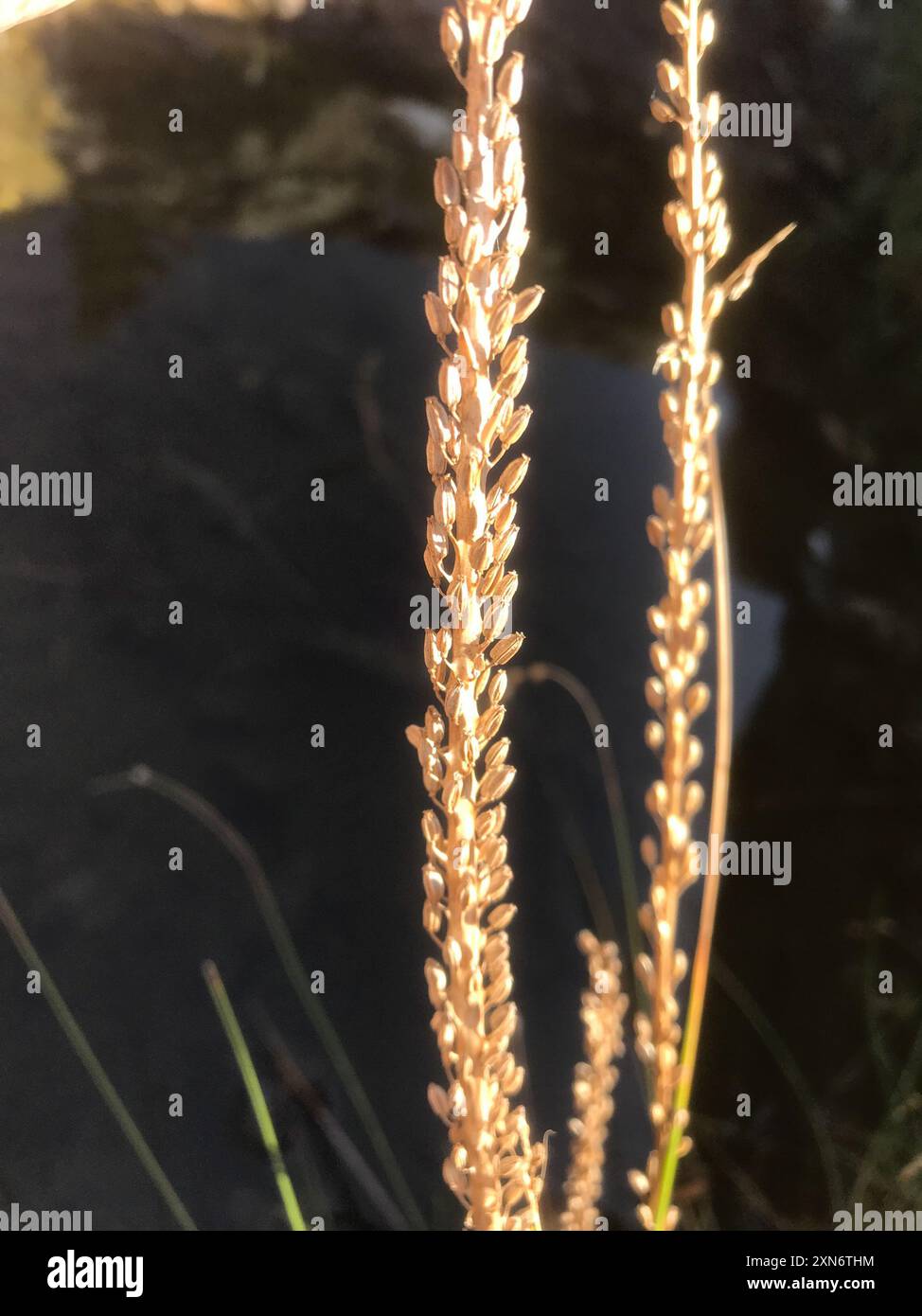 common arrowgrass (Triglochin maritima) Plantae Stock Photo - Alamy