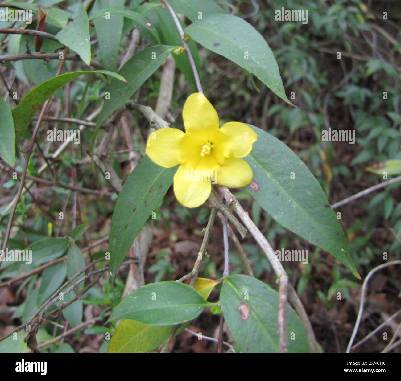 yellow jessamine (Gelsemium sempervirens) Plantae Stock Photo - Alamy