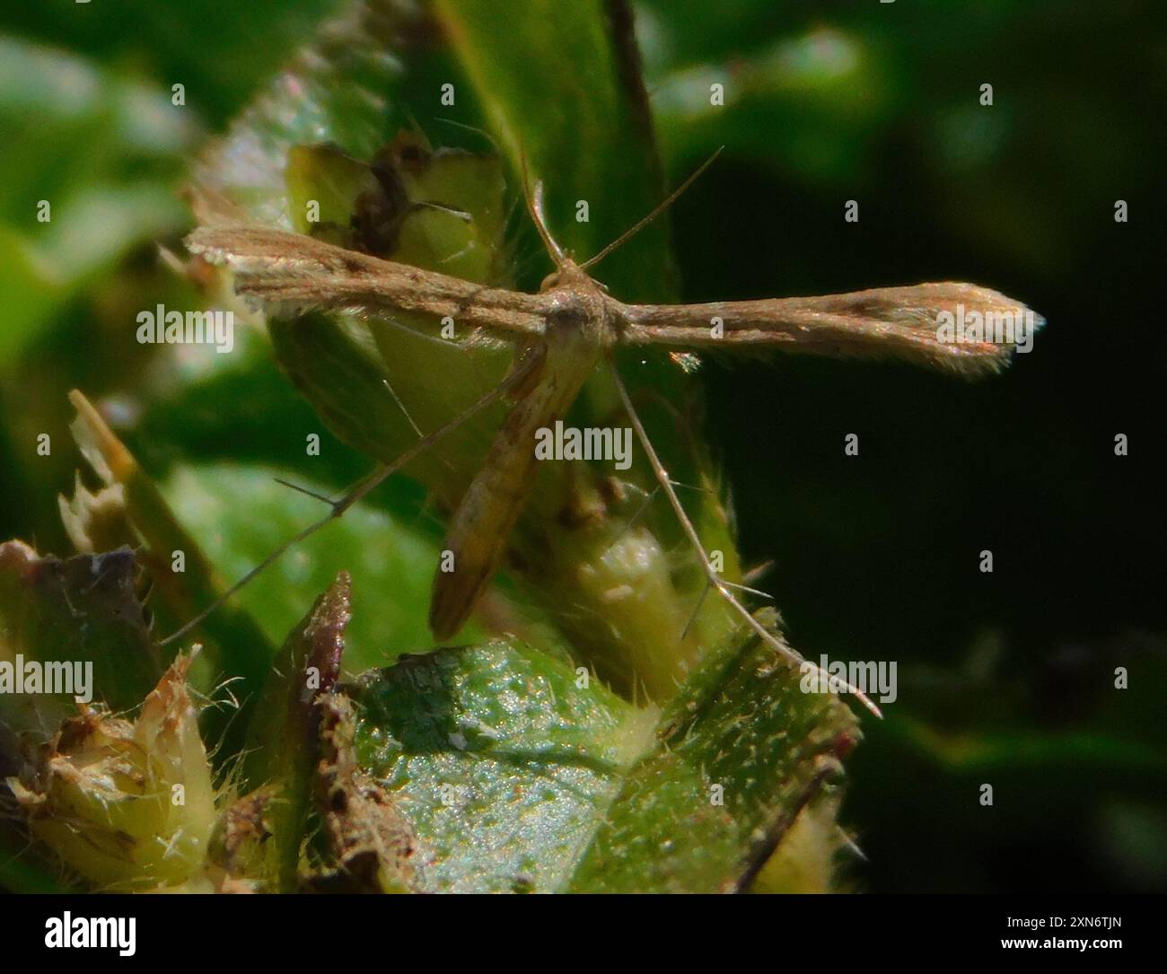 Dwarf Plume Moth (Exelastis pumilio) Insecta Stock Photo - Alamy