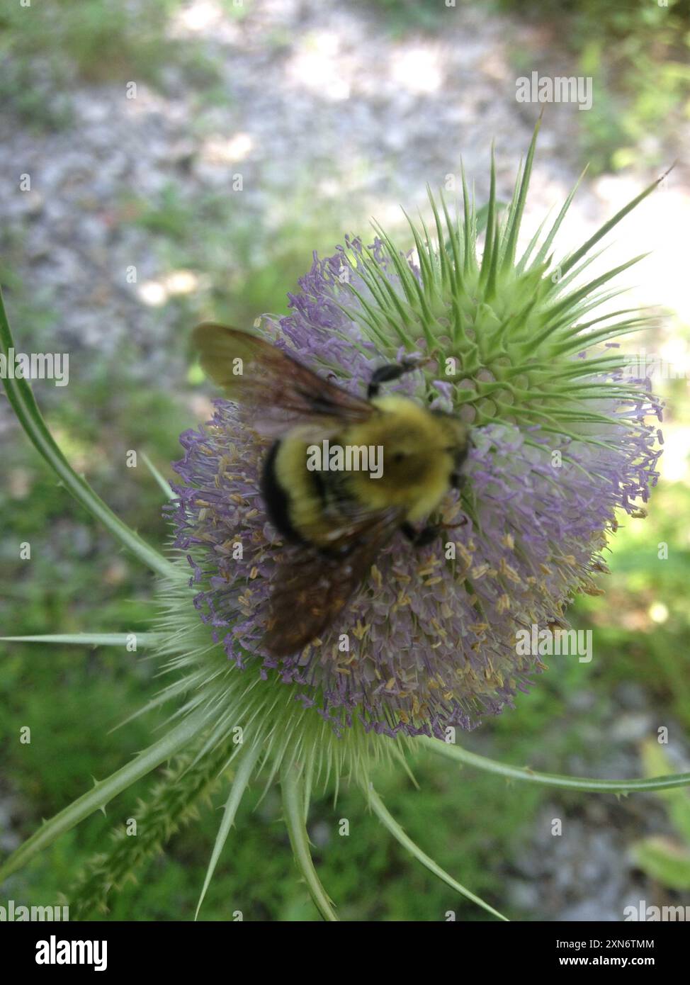 Perplexing Bumble Bee (Bombus perplexus) Insecta Stock Photo - Alamy