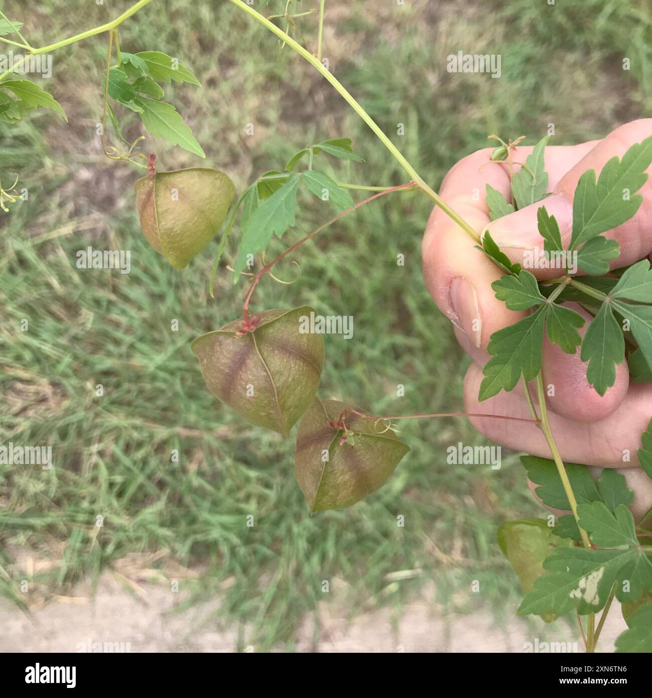 Lesser Balloon Vine (Cardiospermum halicacabum) Plantae Stock Photo - Alamy