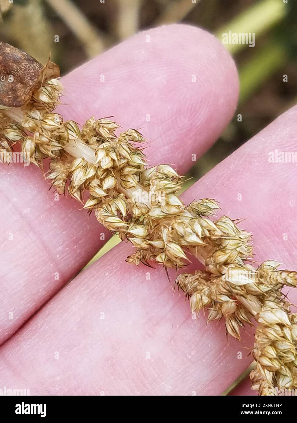rough-fruit amaranth (Amaranthus tuberculatus) Plantae Stock Photo - Alamy