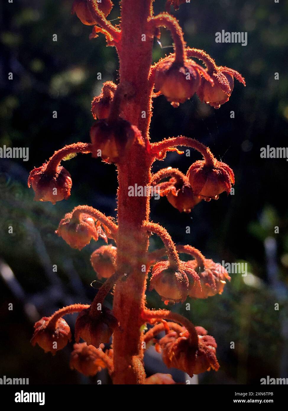 woodland pinedrops (Pterospora andromedea) Plantae Stock Photo - Alamy