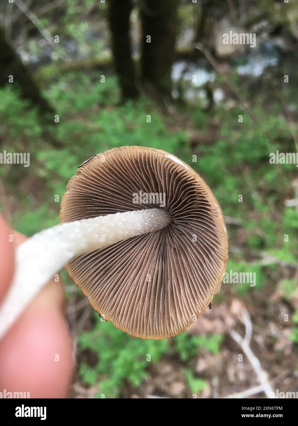 Tall Psathyrella (Psathyrella longipes) Fungi Stock Photo - Alamy