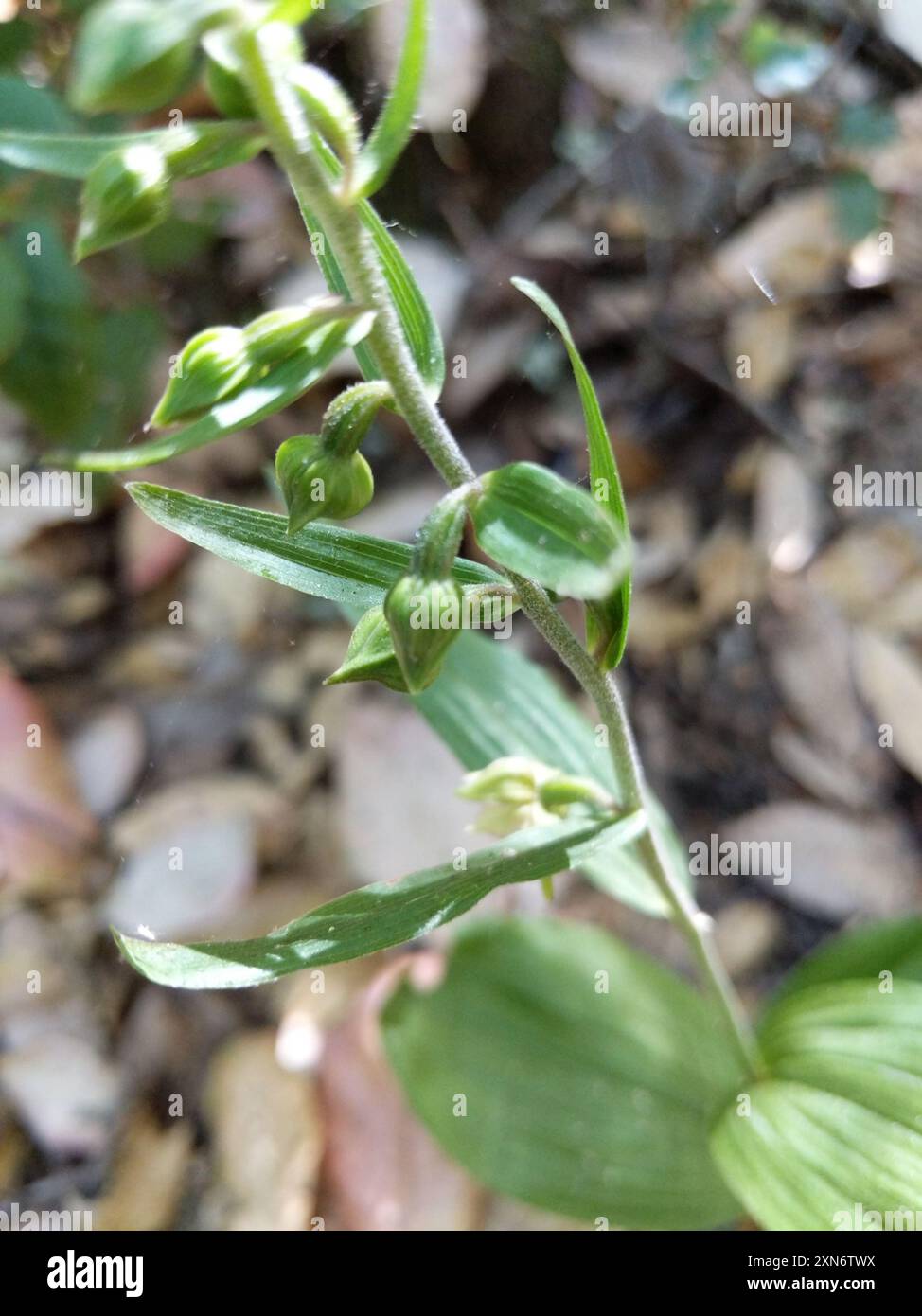 Broad-leafed Helleborine (Epipactis helleborine) Plantae Stock Photo ...