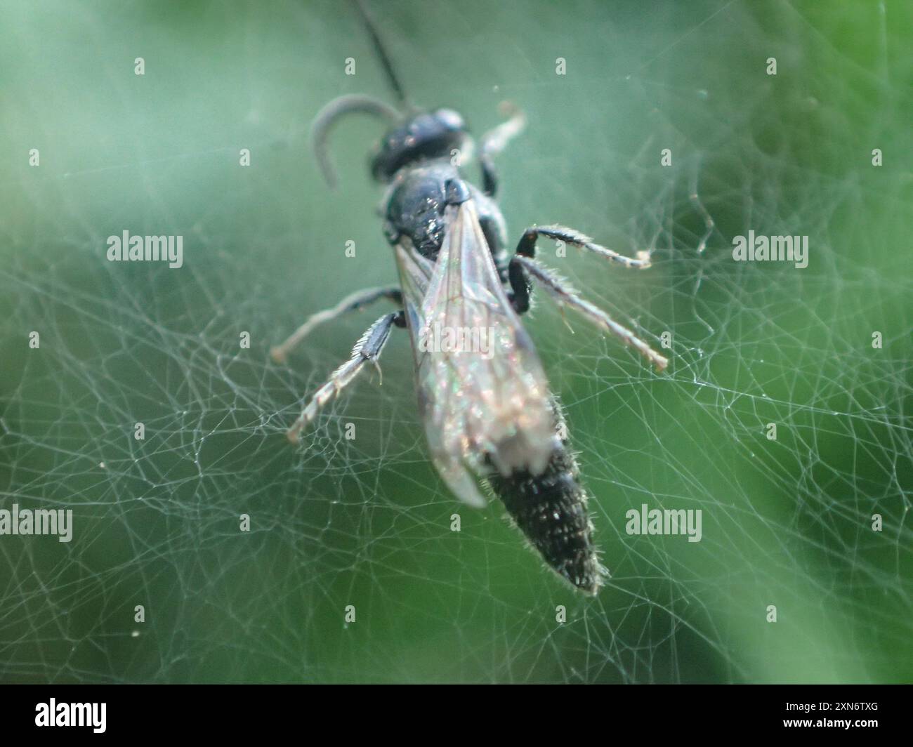 Tiphiid Flower Wasps (Tiphiidae) Insecta Stock Photo - Alamy