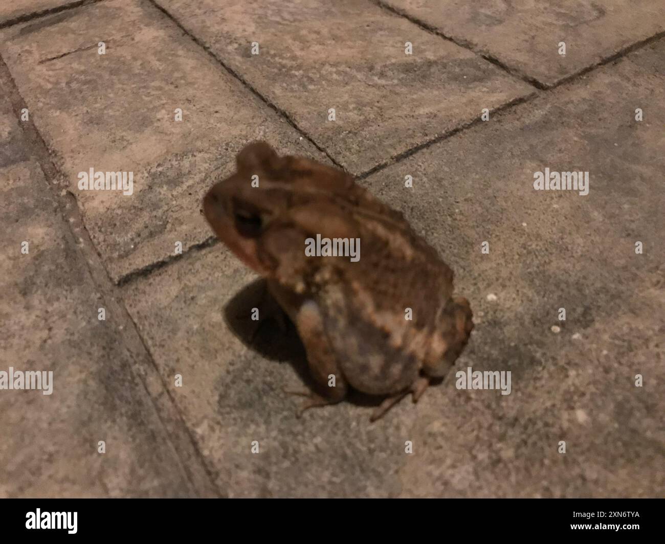 American Toad (Anaxyrus americanus) Amphibia Stock Photo - Alamy