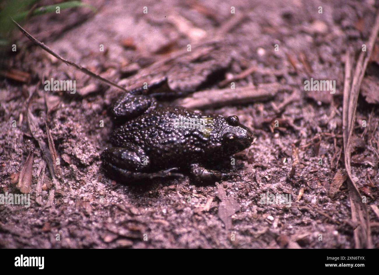 European Fire-Bellied Toad (Bombina bombina) Amphibia Stock Photo - Alamy