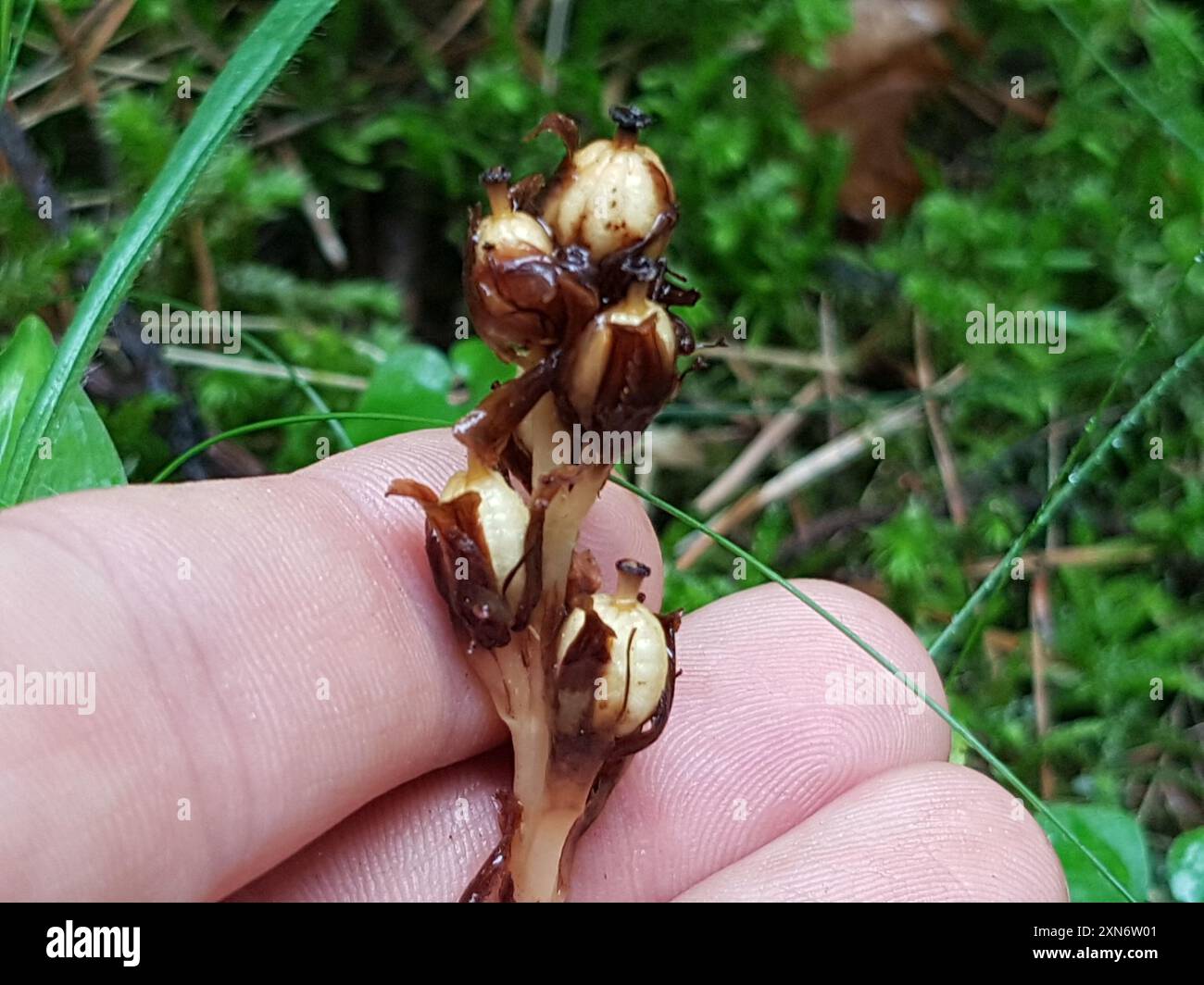 pinesap (Monotropa hypopitys) Plantae Stock Photo - Alamy