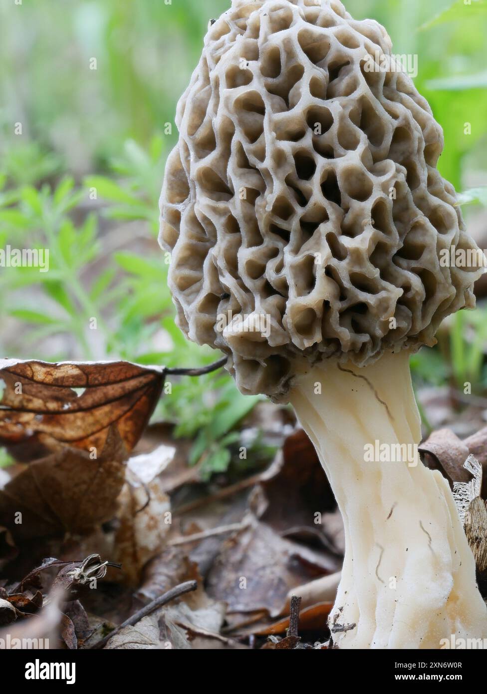 white morel (Morchella americana) Fungi Stock Photo - Alamy