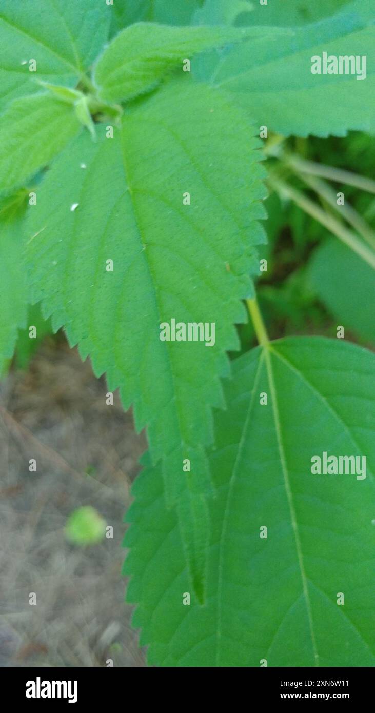 false nettle (Boehmeria cylindrica) Plantae Stock Photo - Alamy