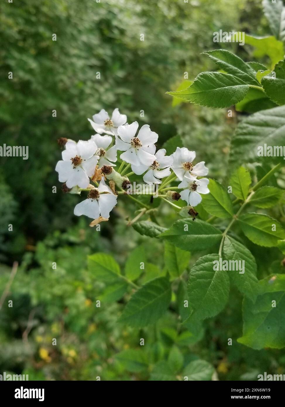 multiflora rose (Rosa multiflora) Plantae Stock Photo - Alamy