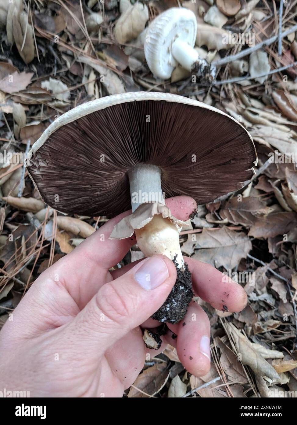 Yellow Stainer (Agaricus xanthodermus) Fungi Stock Photo - Alamy
