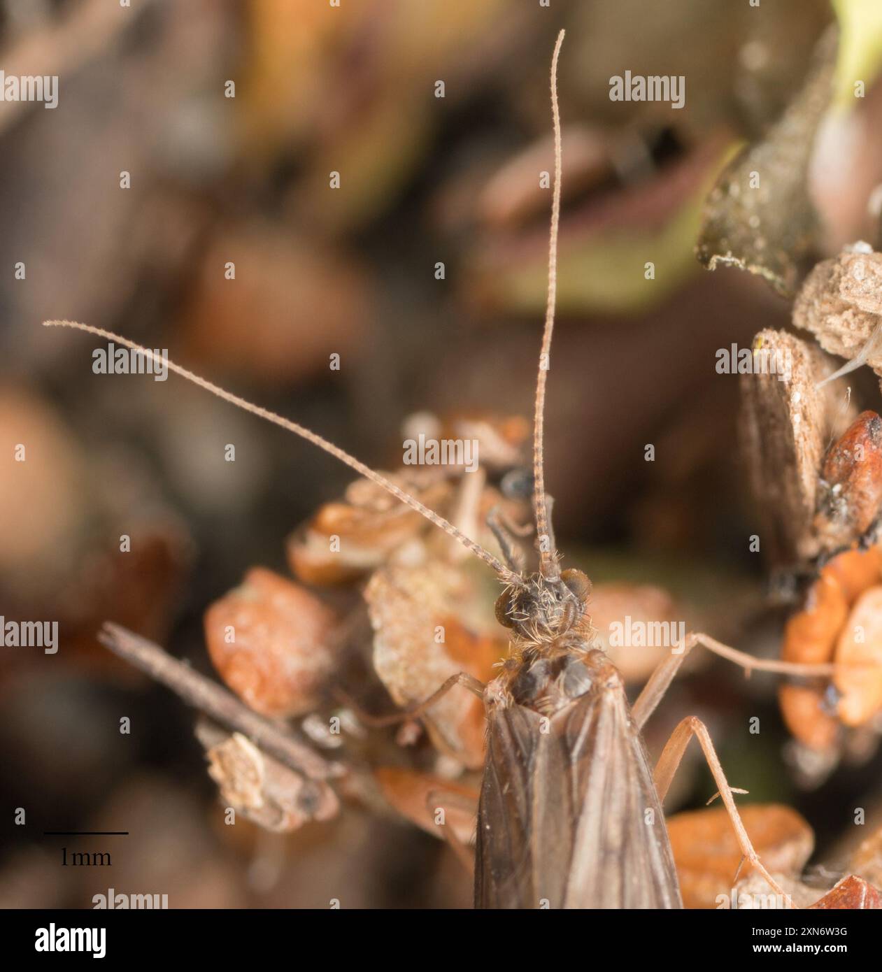Butterflies and Moths (Lepidoptera) Insecta Stock Photo - Alamy