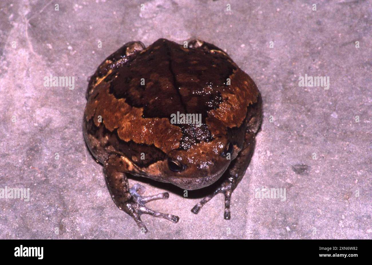 Asian painted frog kaloula pulchra hi-res stock photography and images ...
