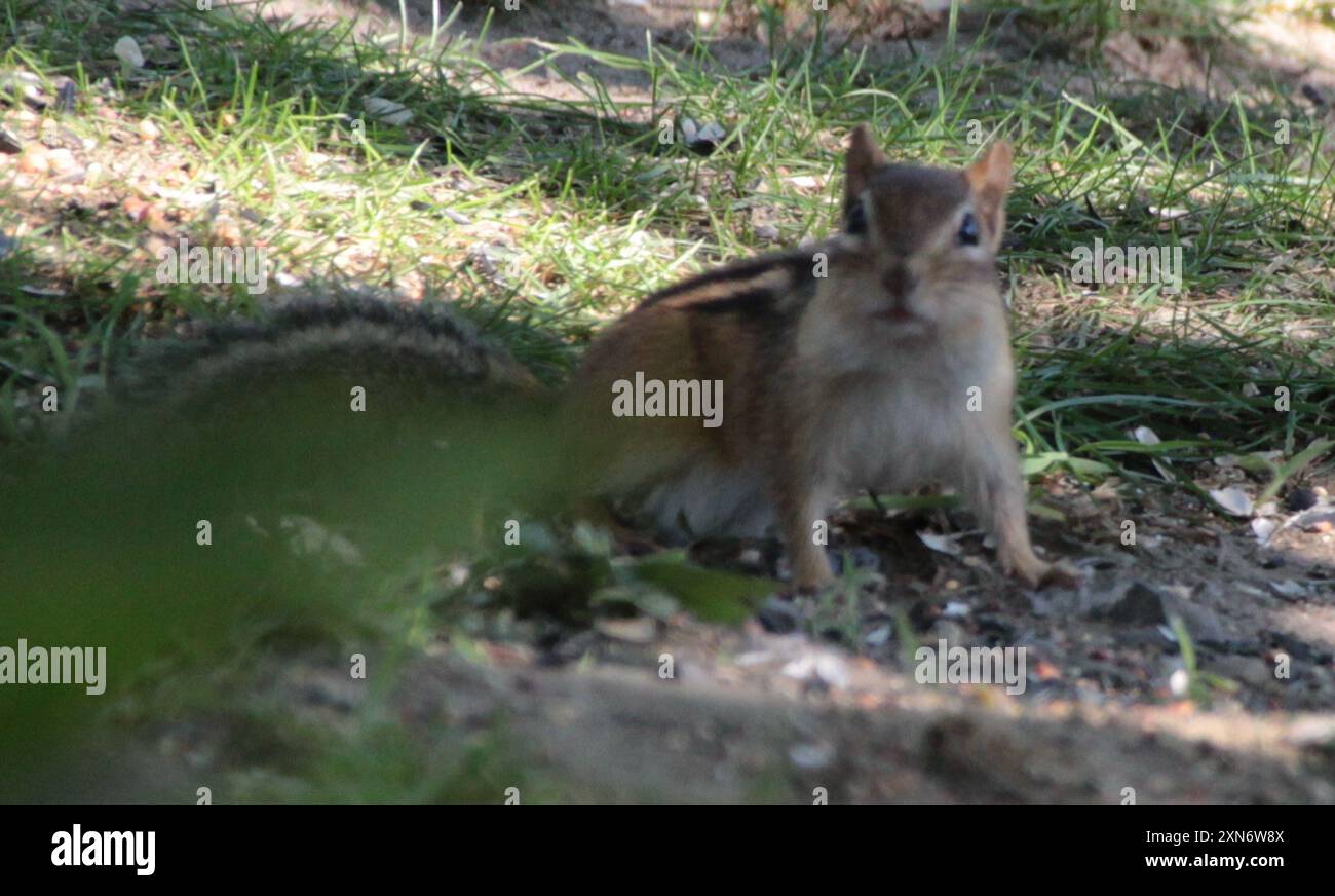 Eastern Chipmunk (Tamias striatus) Mammalia Stock Photo - Alamy
