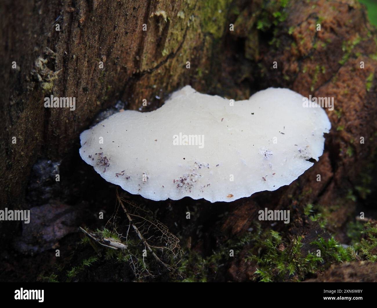 Porecap hi-res stock photography and images - Alamy