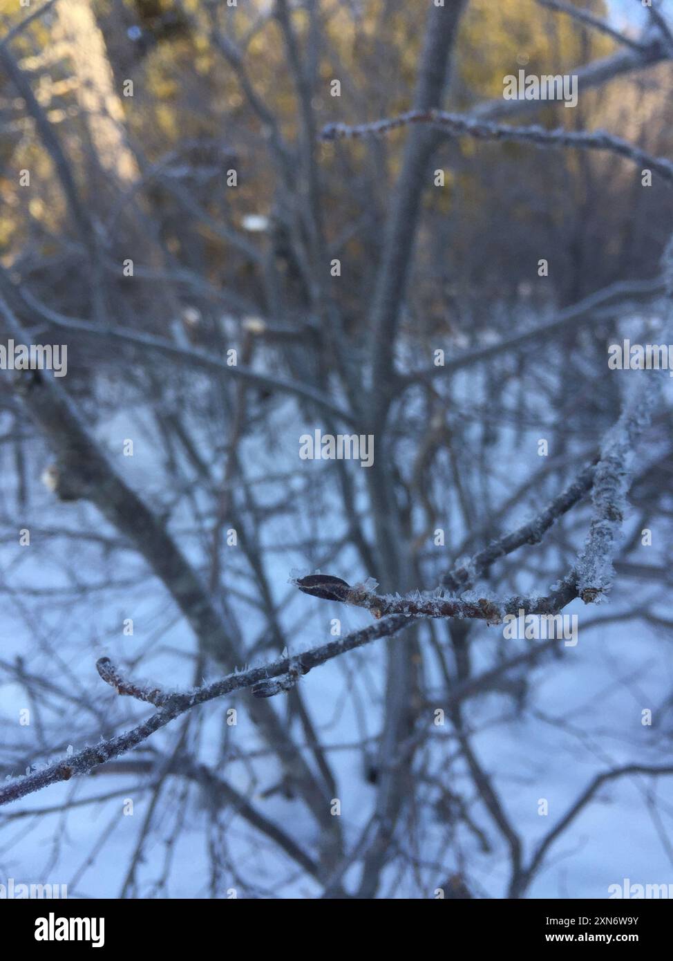 swamp alder (Alnus incana rugosa) Plantae Stock Photo - Alamy