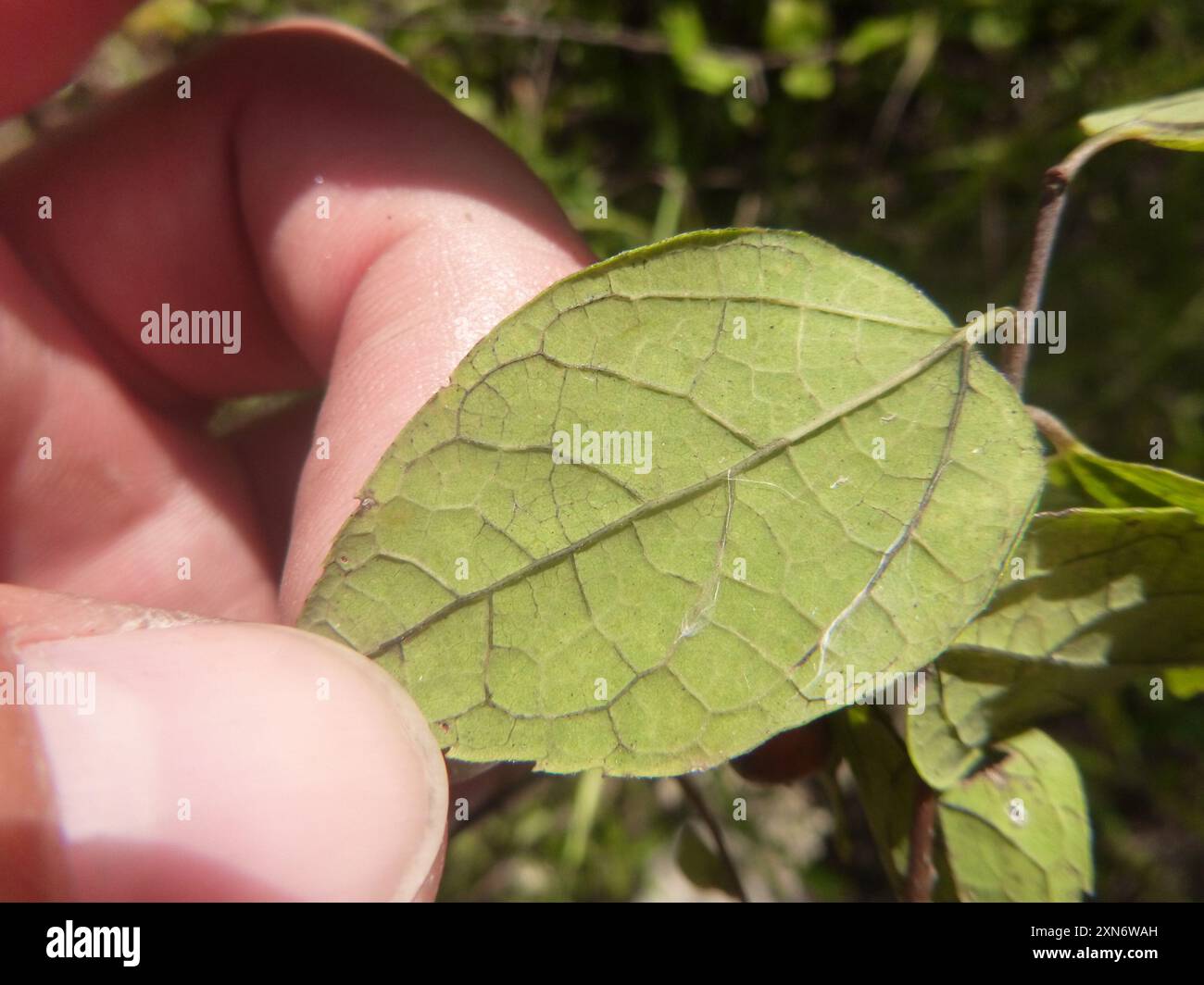 Dwarf Hackberry (Celtis tenuifolia) Plantae Stock Photo - Alamy