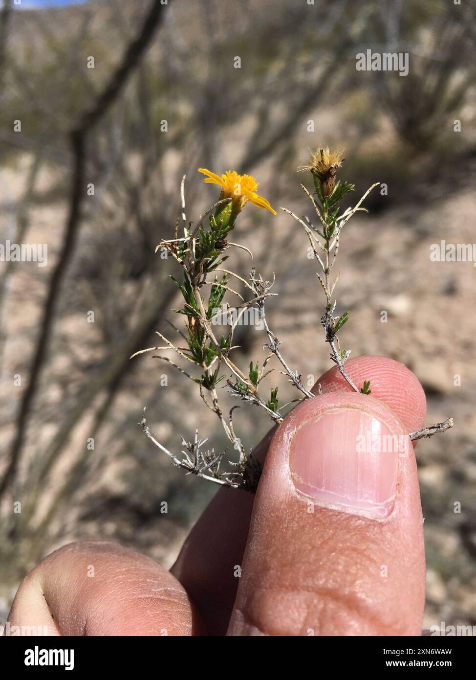 pricklyleaf dogweed (Thymophylla acerosa) Plantae Stock Photo - Alamy