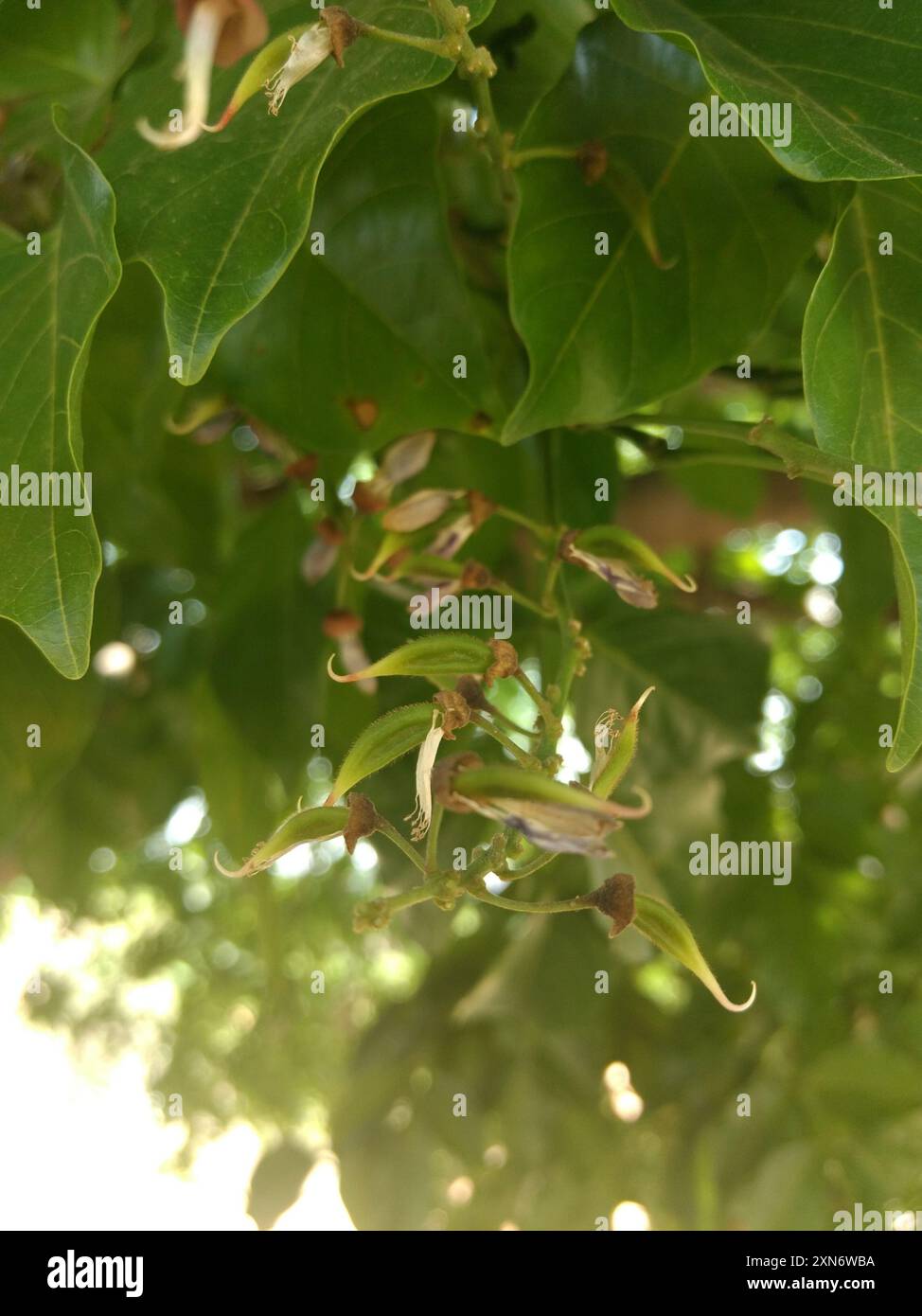 Indian beech tree (Millettia pinnata) Plantae Stock Photo - Alamy