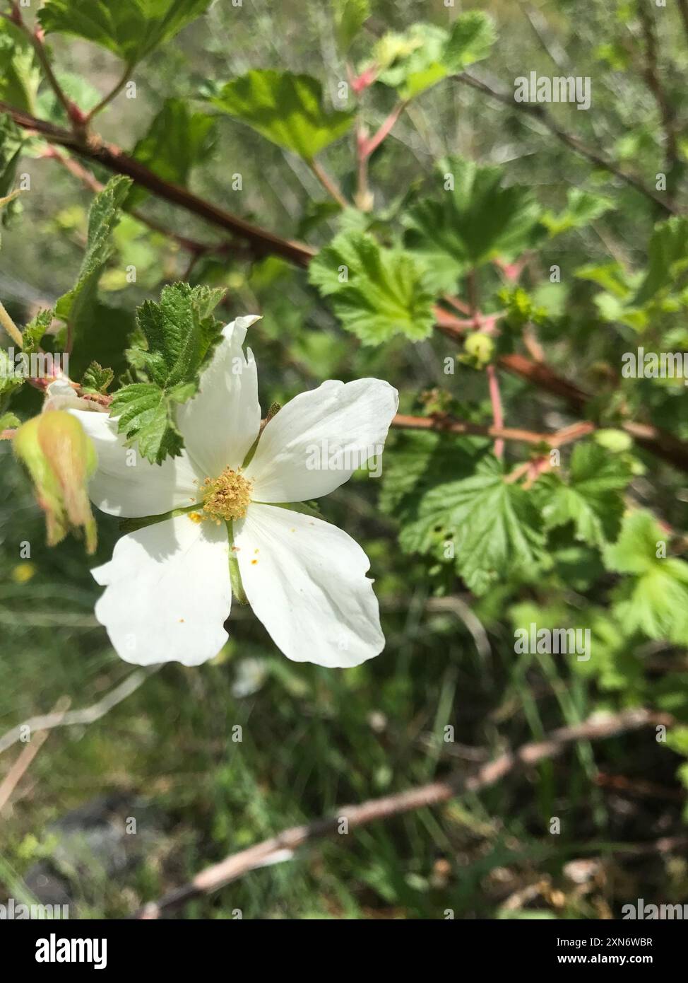Rocky Mountain raspberry (Rubus deliciosus) Plantae Stock Photo - Alamy