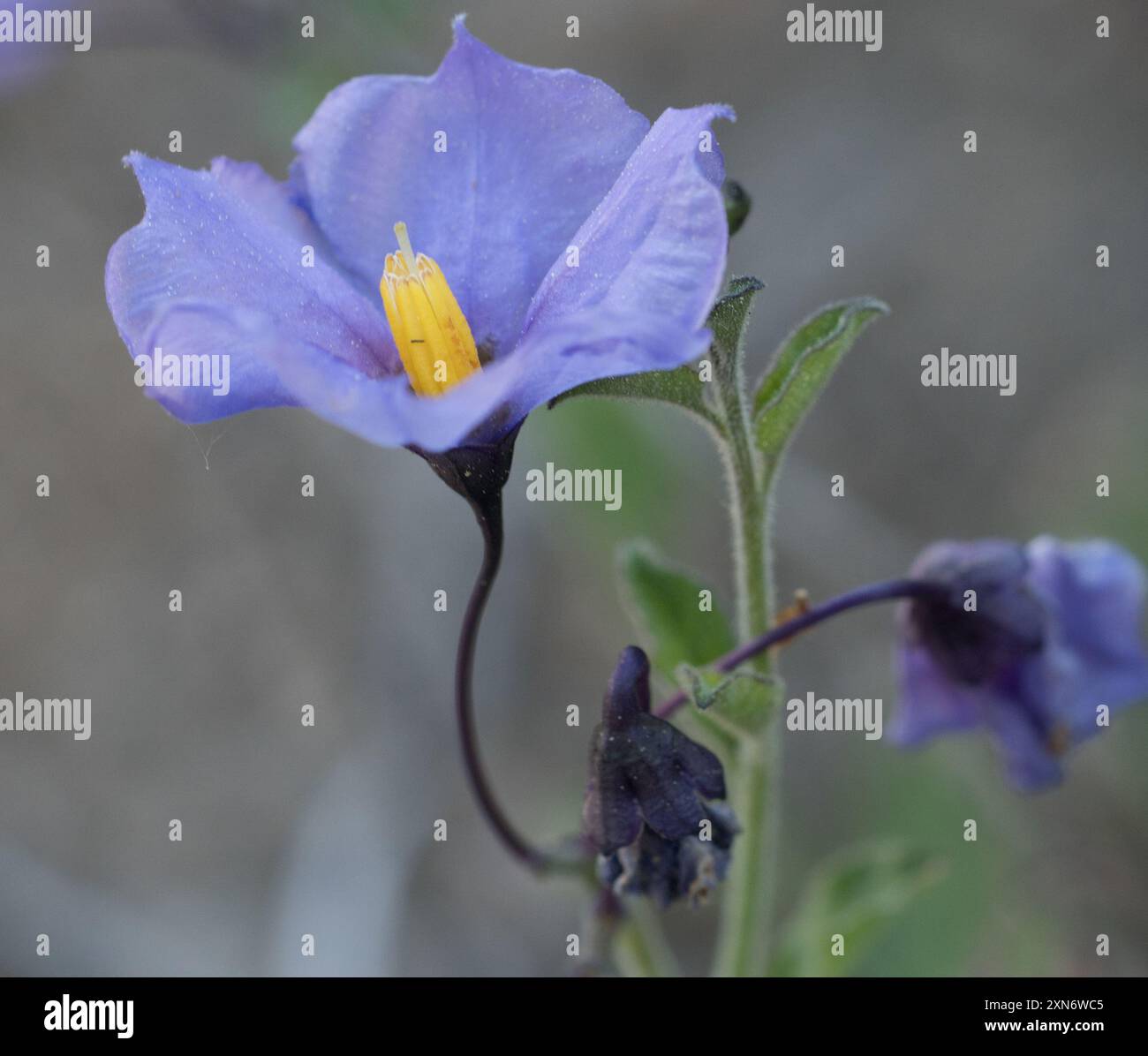 purple nightshade (Solanum xanti) Plantae Stock Photo - Alamy