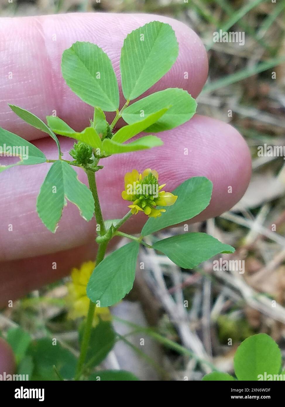 hop trefoil (Trifolium campestre) Plantae Stock Photo - Alamy