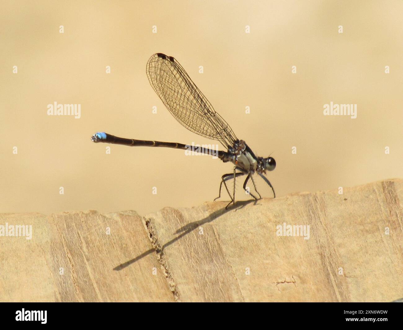 Blue-tipped Dancer (Argia tibialis) Insecta Stock Photo - Alamy