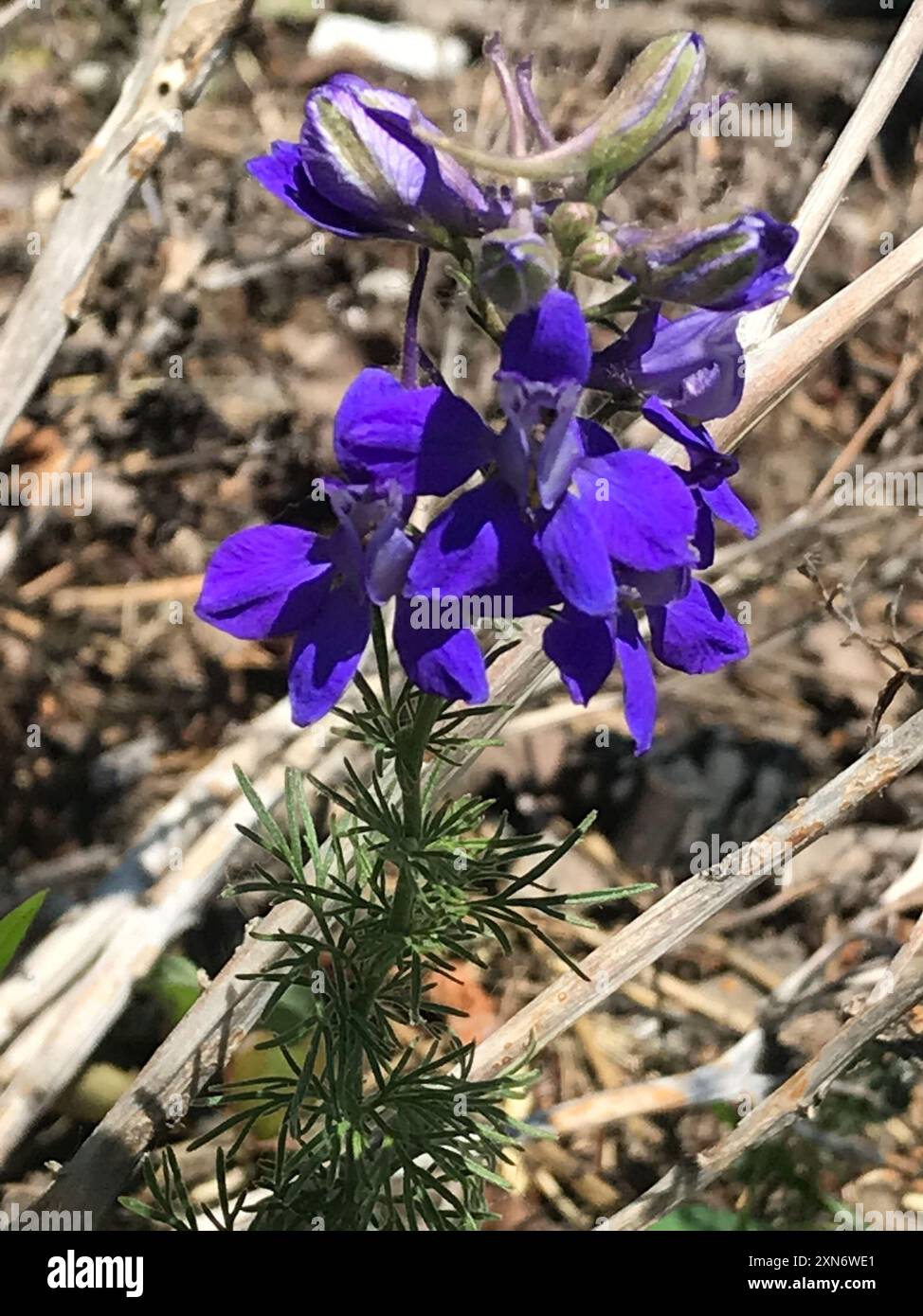 doubtful knight's-spur (Delphinium ajacis) Plantae Stock Photo - Alamy