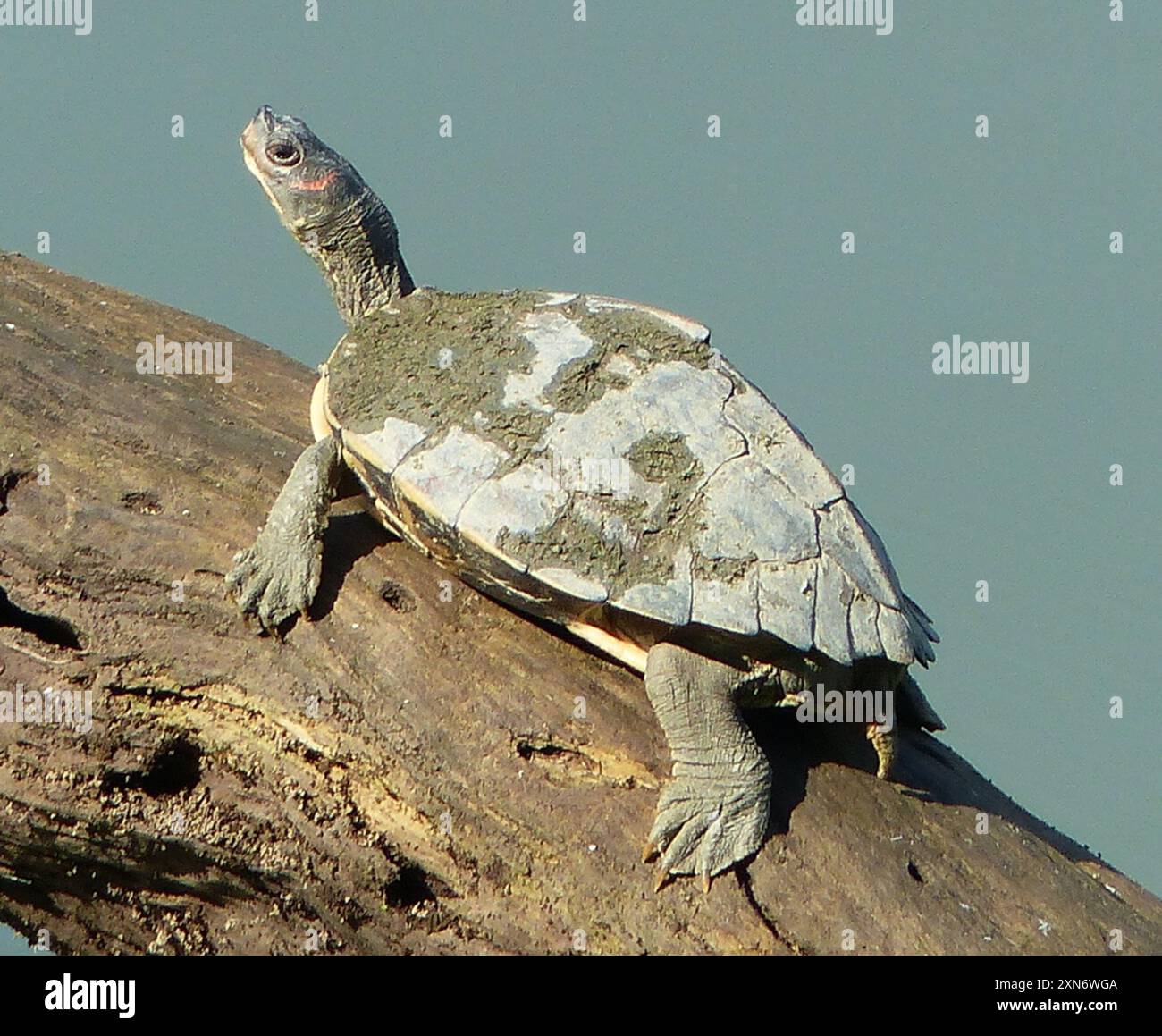 Pangshura sylhetensis hi-res stock photography and images - Alamy