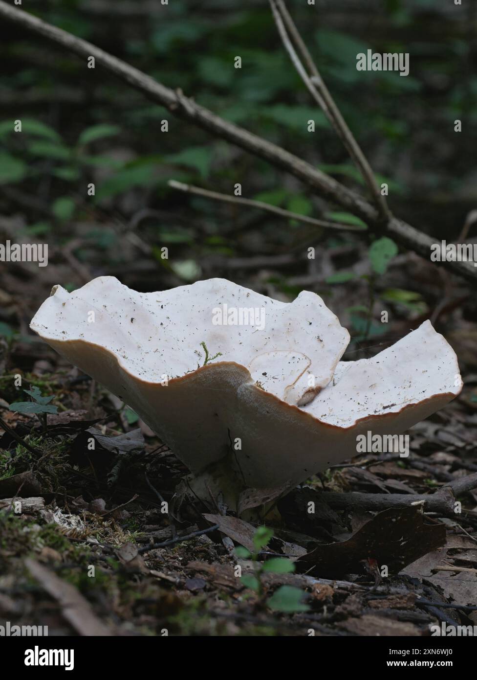 Blushing Rosette (Abortiporus biennis) Fungi Stock Photo - Alamy
