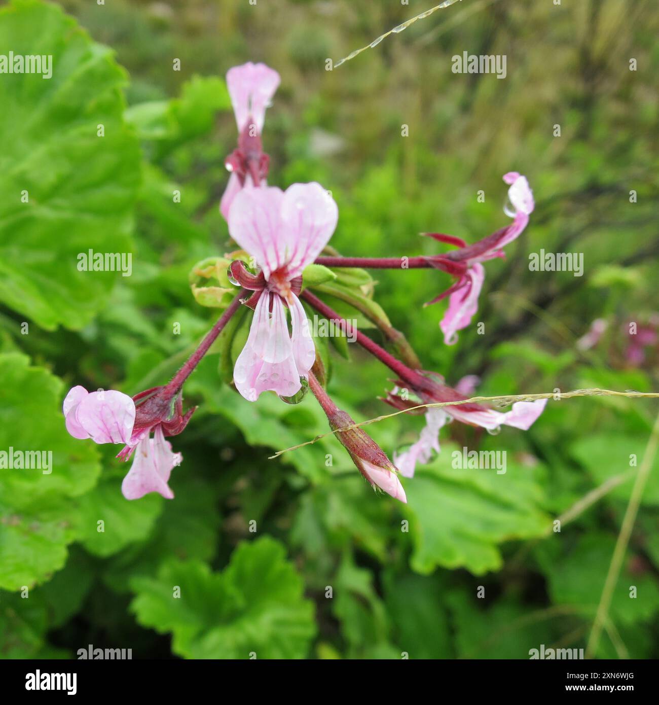 horseshoe geranium (Pelargonium zonale) Plantae Stock Photo - Alamy