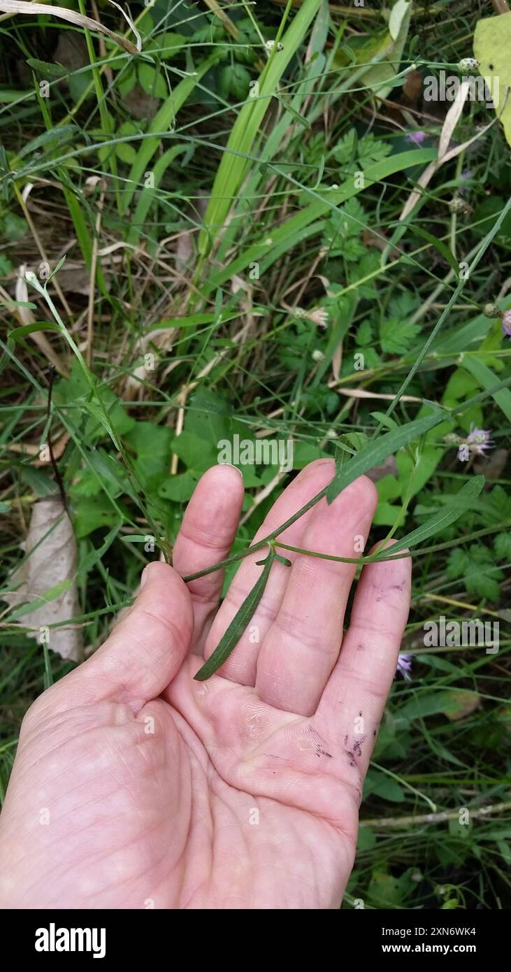 Spotted Starthistle (Centaurea stoebe australis) Plantae Stock Photo ...