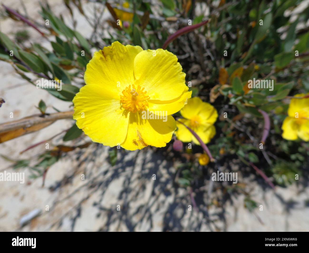 Bush Poppy (Dendromecon rigida) Plantae Stock Photo - Alamy