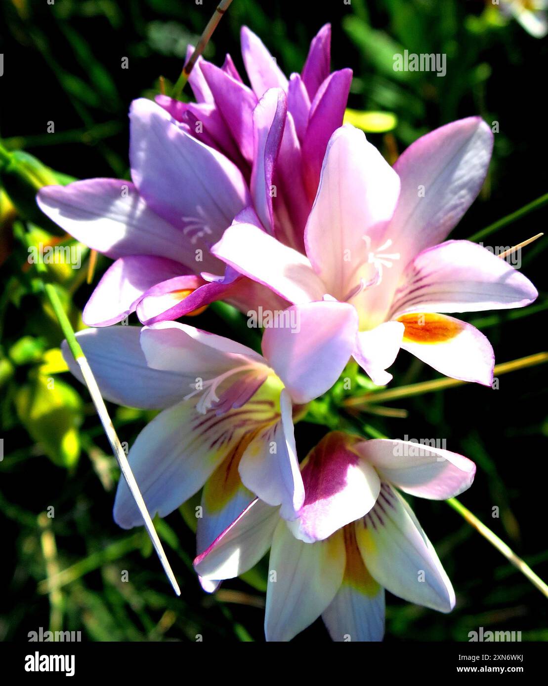 White Kammetjie (Freesia leichtlinii alba) Plantae Stock Photo - Alamy
